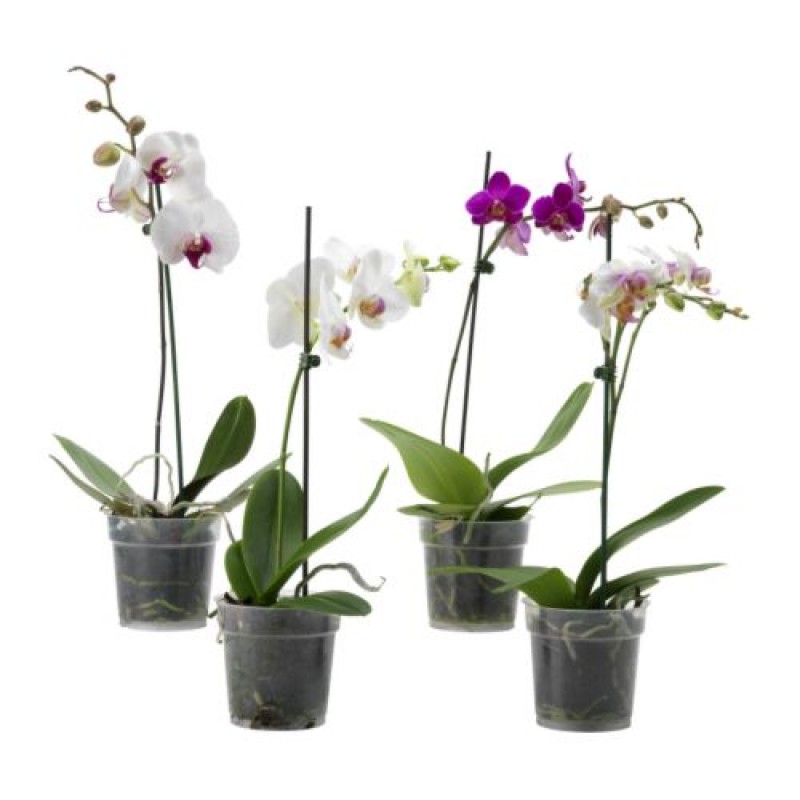 Phalenopsis 1 tulpina